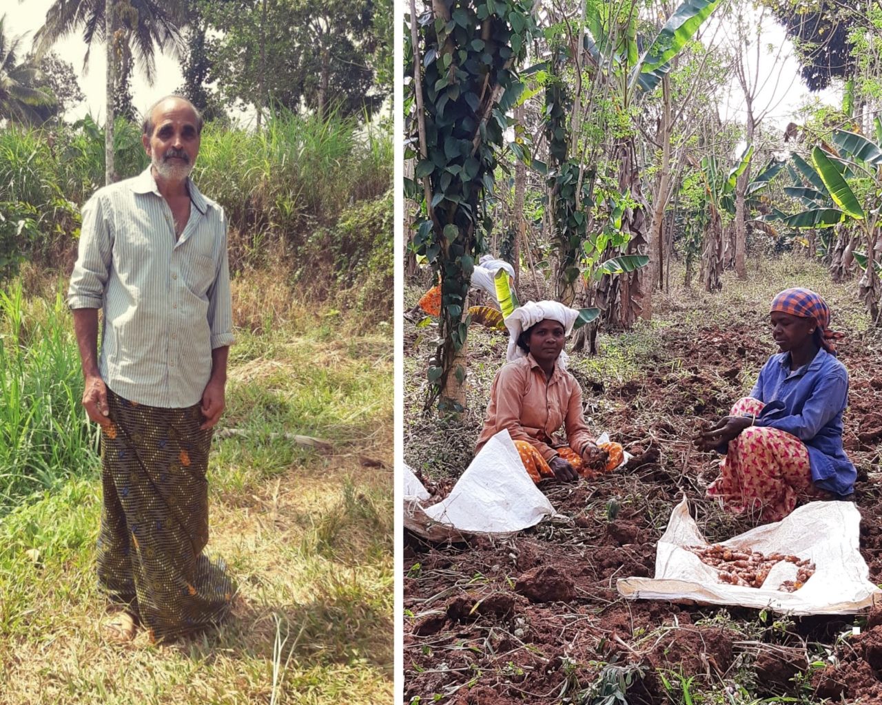 Curcuma Bio - La Caravelle Verte